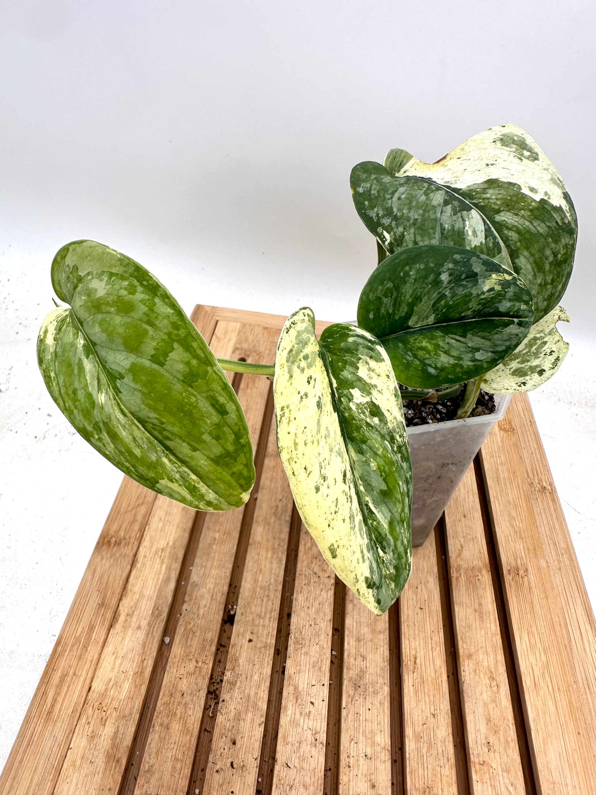 Scindapsus Blue Splash - Good Size – Signature Tropicals
