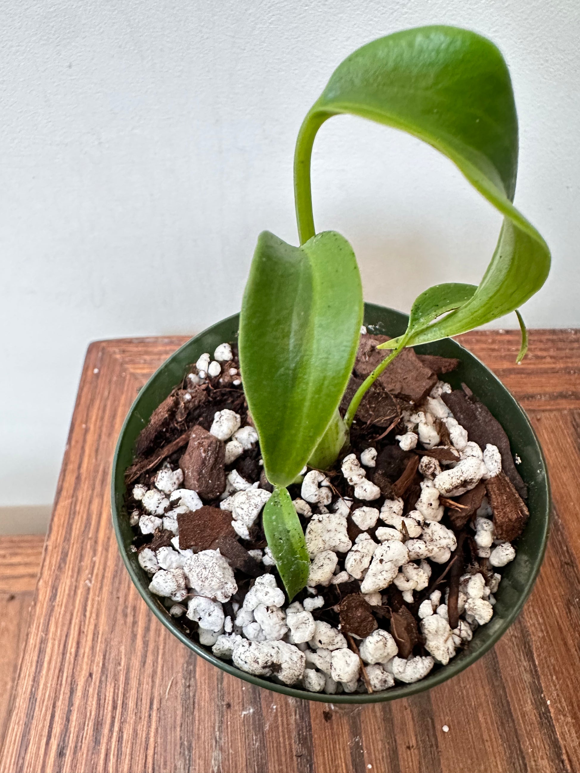 Monstera Burle Marx Variegated ( Lighter Green Half Moon Variegation ...