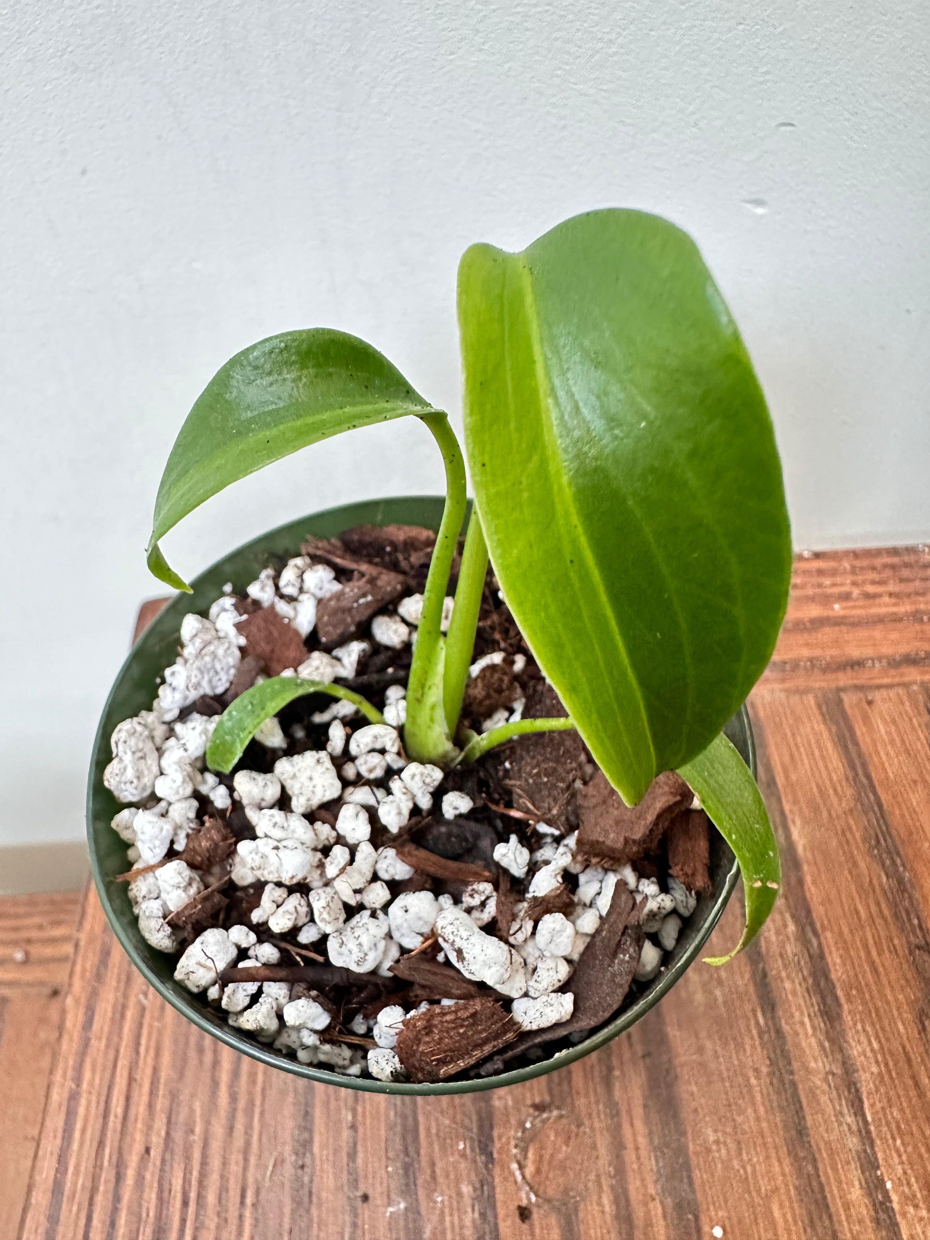 Monstera Burle Marx Variegated ( Lighter Green Half Moon Variegation ...