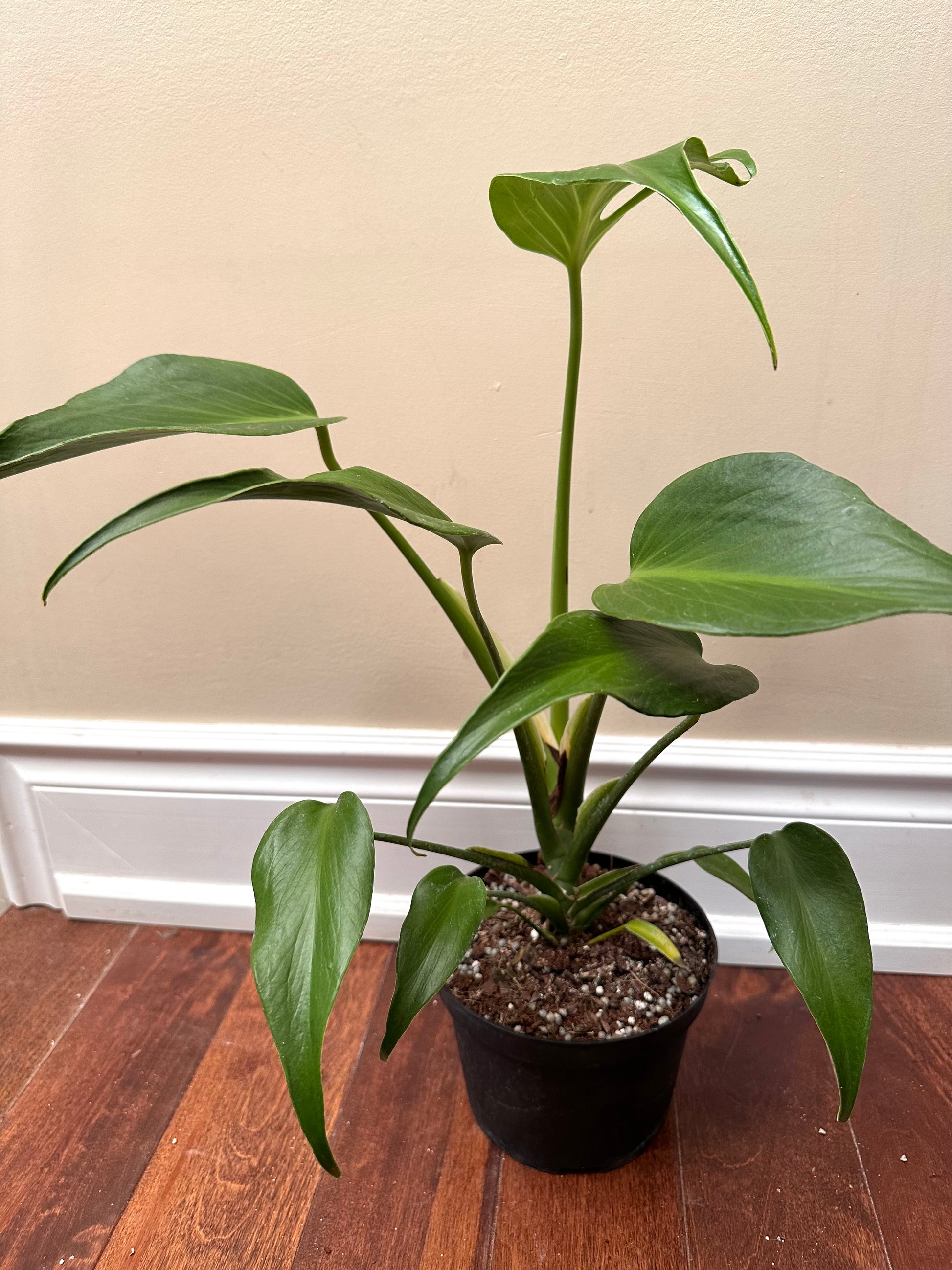 Bundle 4: Monstera Burle Marx Flame & Monstera Borsigiana Aurea ...