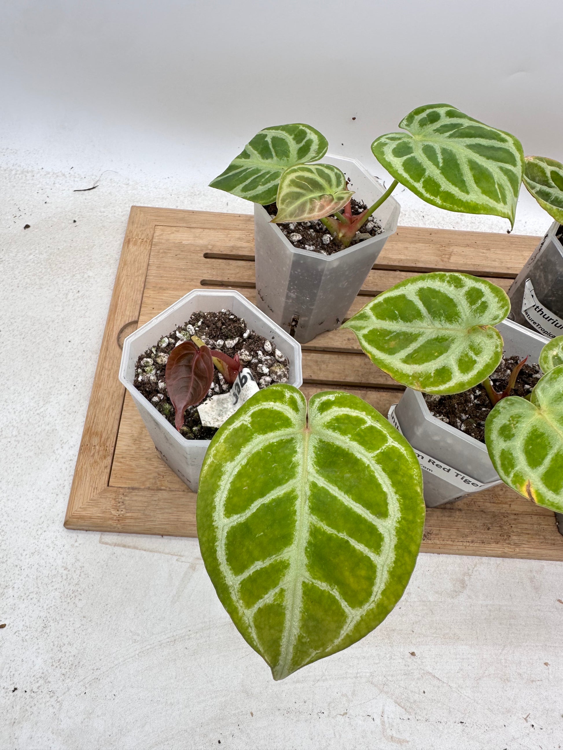 Anthurium Red Tiger 🐯 - Clearance Sale – Signature Tropicals