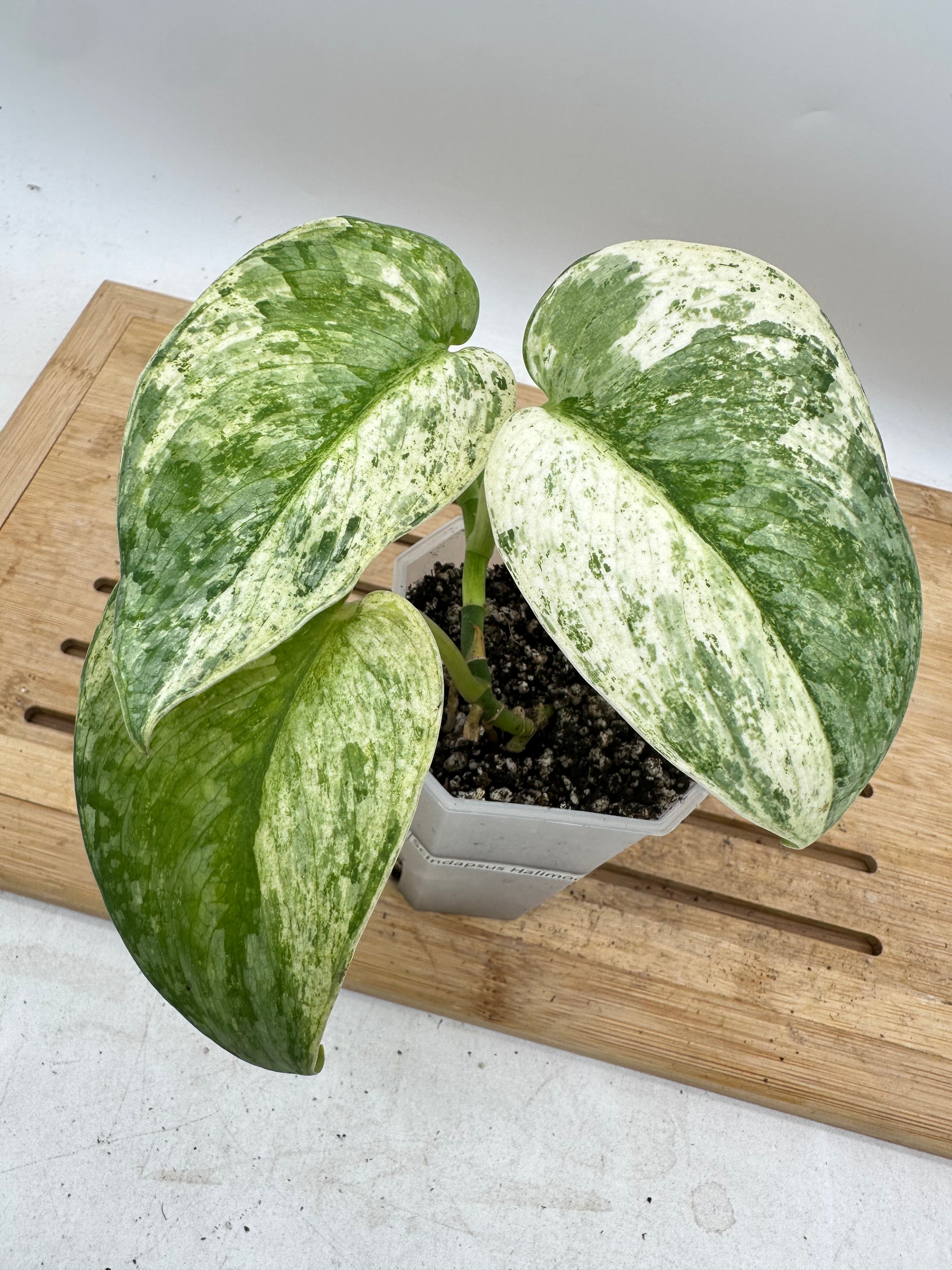 Scindapsus Halimoon - 🇨🇦 Canada Day Sale – Signature Tropicals