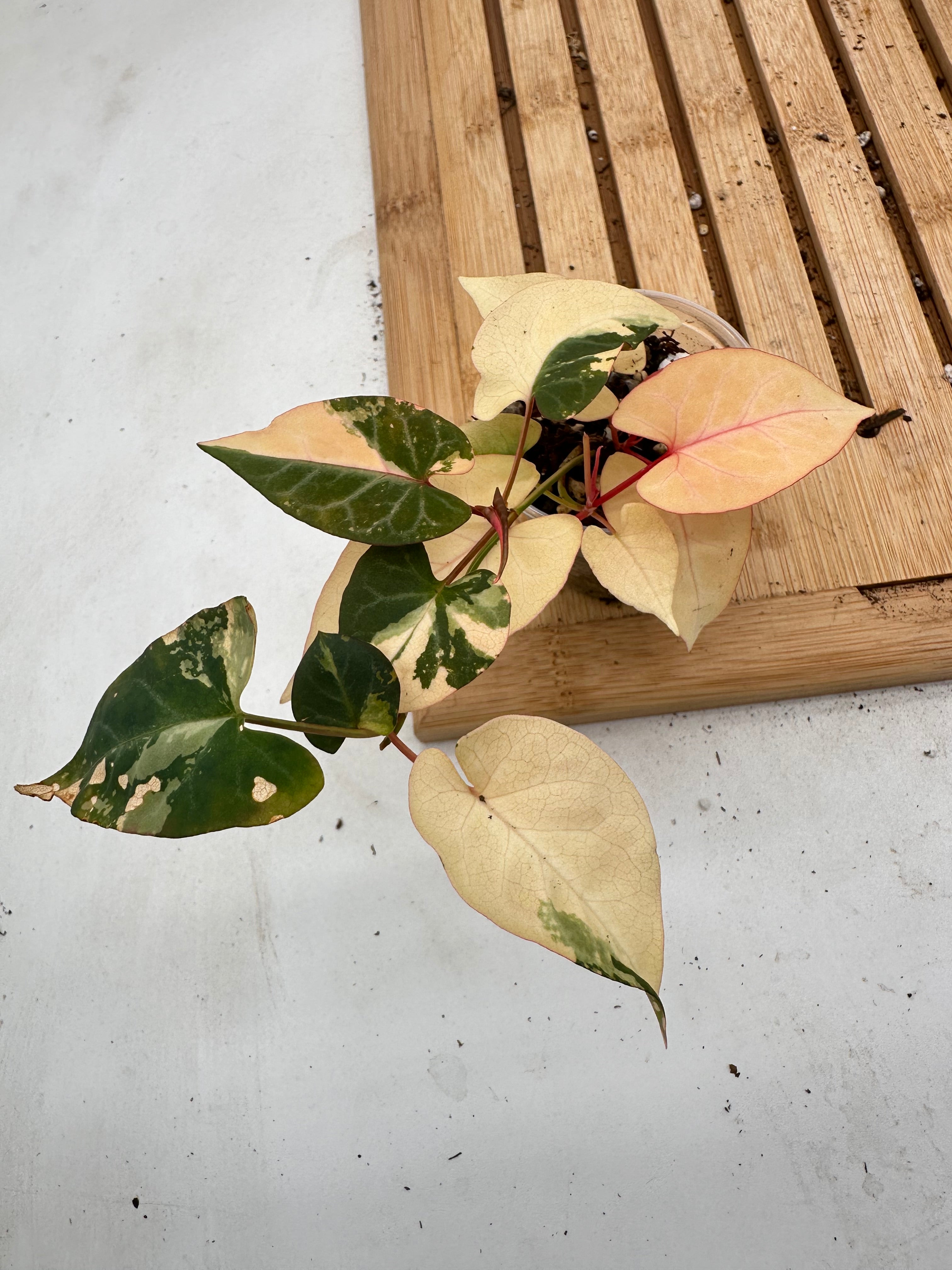 Thanksgiving Sales - Variegated Fallopia Multiflora (multiple growths ...