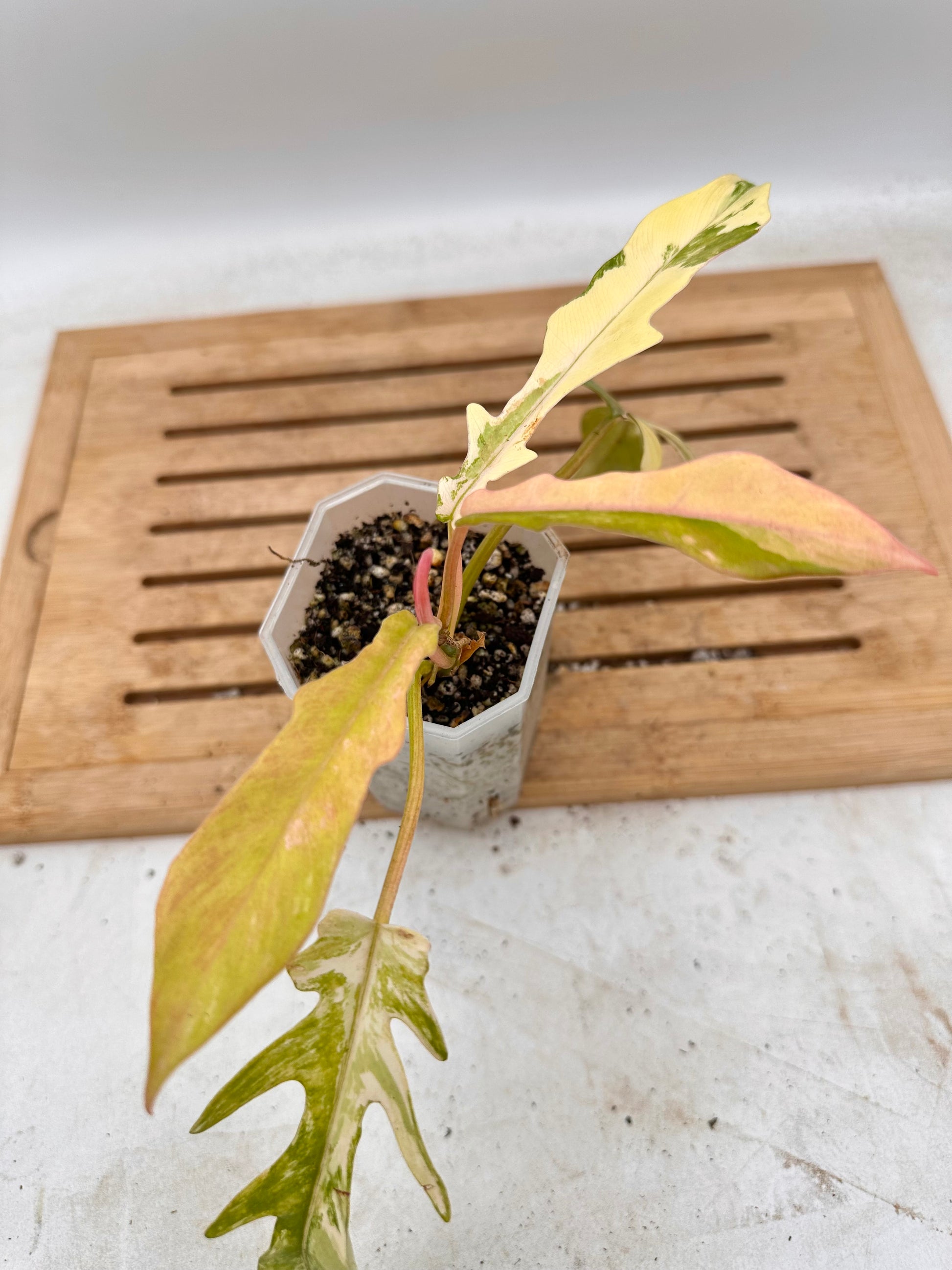 Philodendron Tortum x FB Variegated – Signature Tropicals