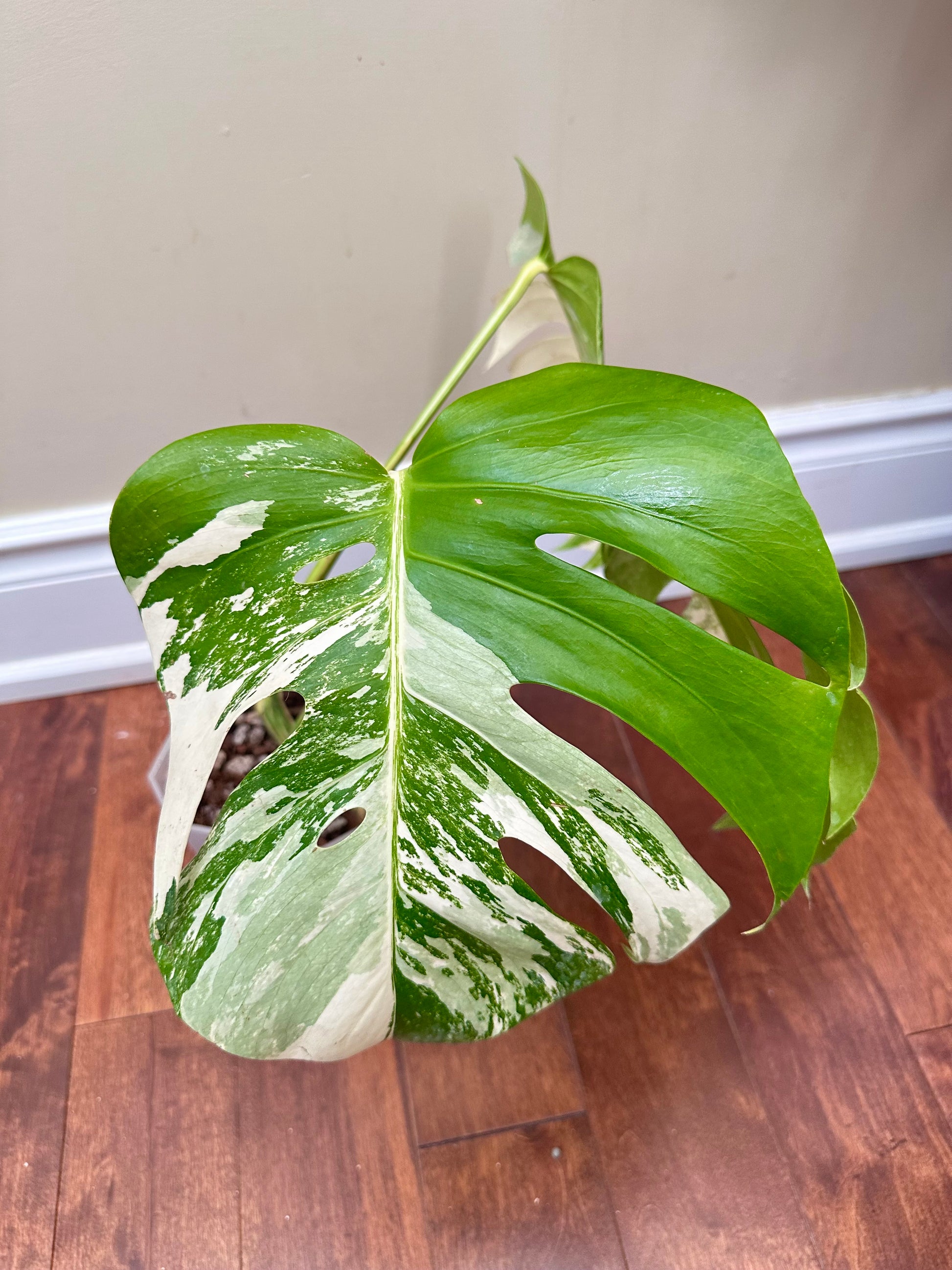 Monstera Albo – Signature Tropicals