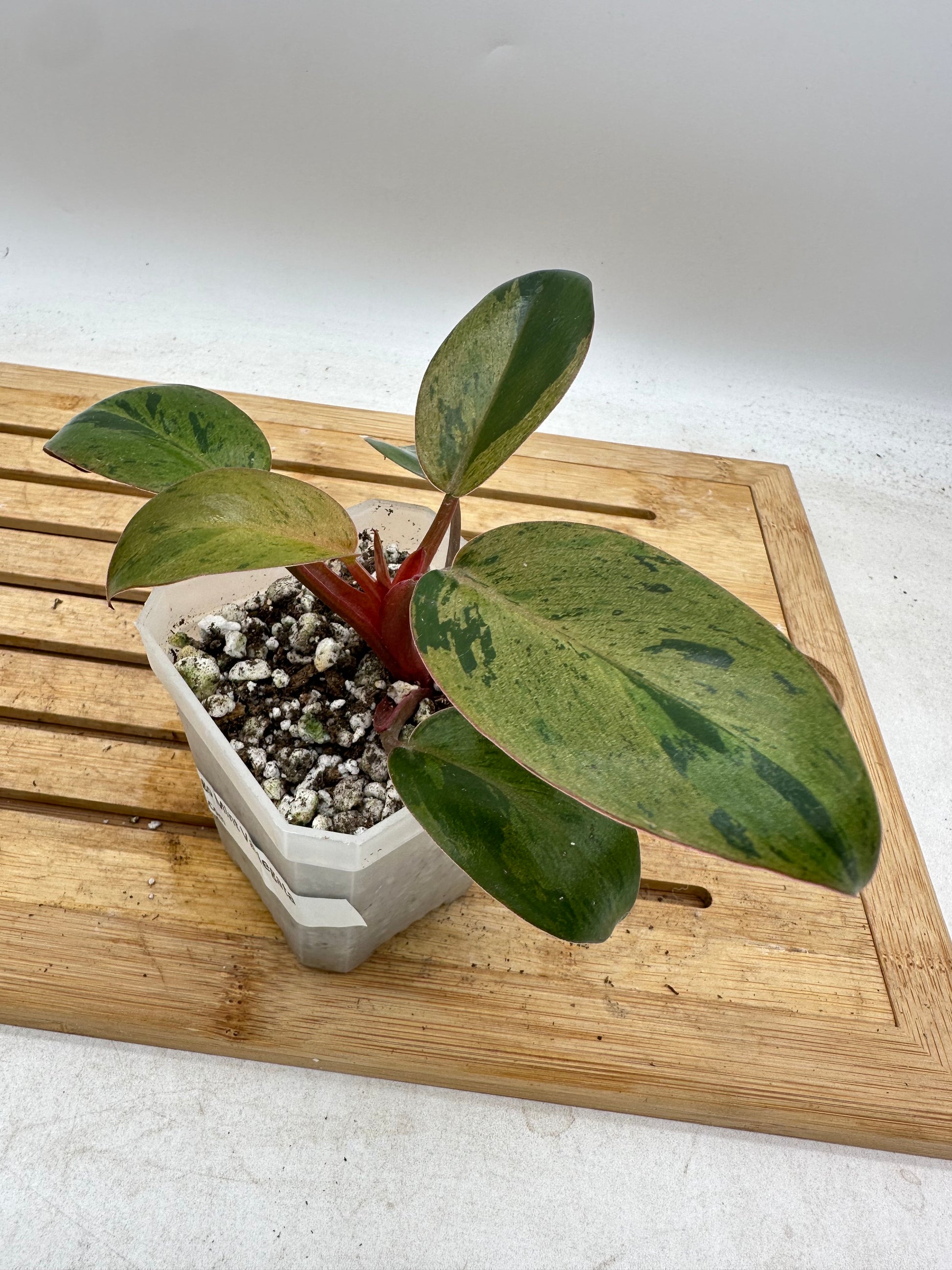 Philodendron Red Congo Dwarf Mint Variegata – Signature Tropicals