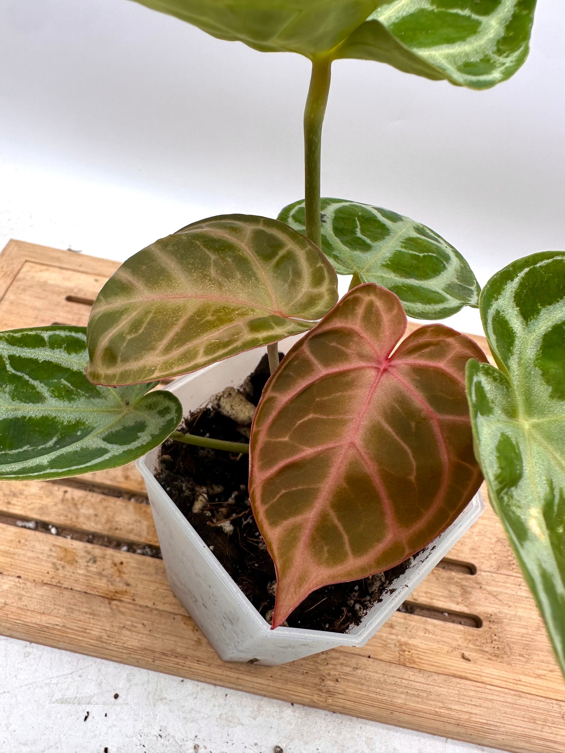 Anthurium Red Tiger Mutation - 2 Growths – Signature Tropicals
