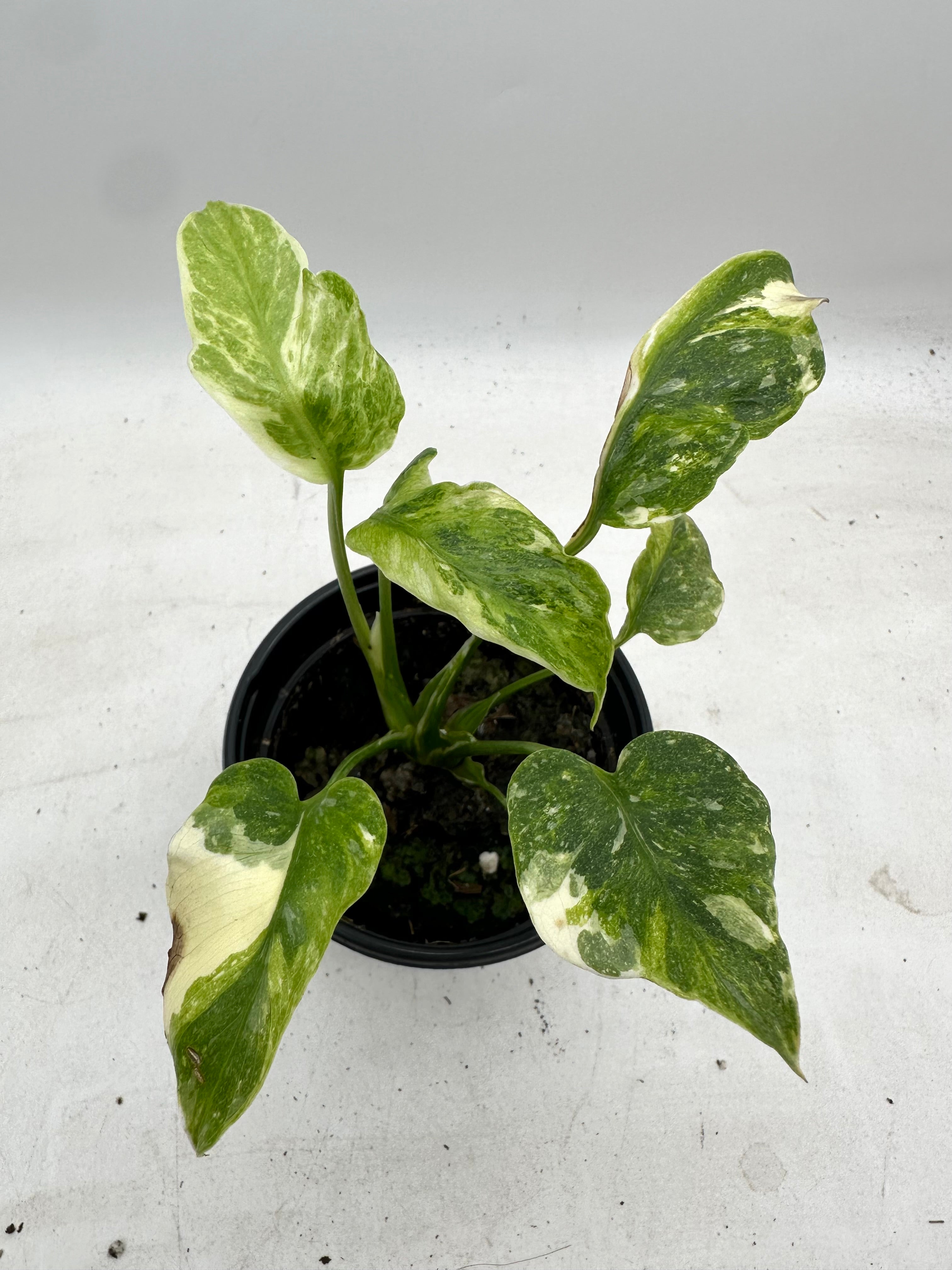 Monstera Miracle ‘Tri-Colour Mutated’ – Signature Tropicals