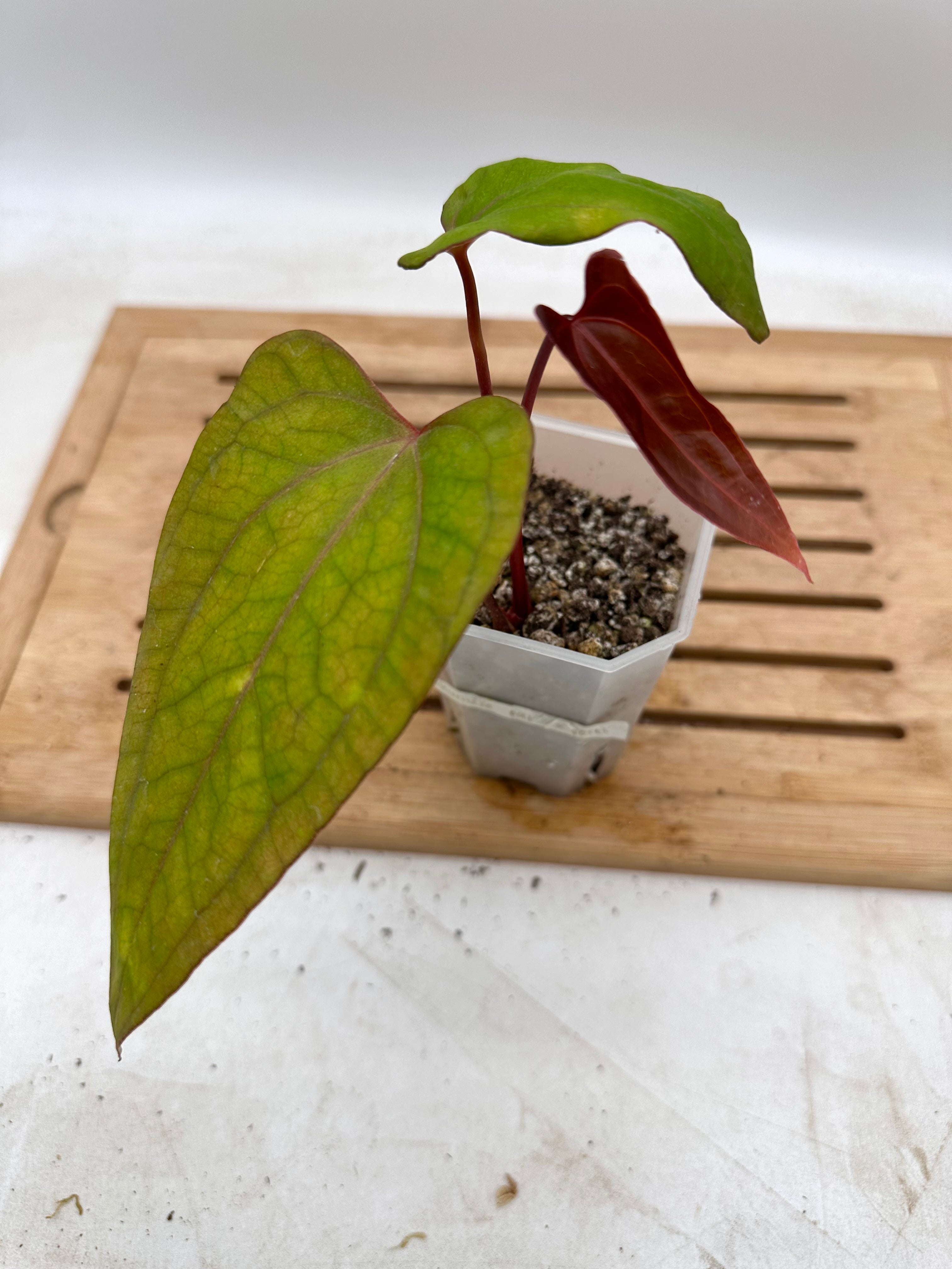 Anthurium Portillae x Papillilaminum - August Sale – Signature Tropicals