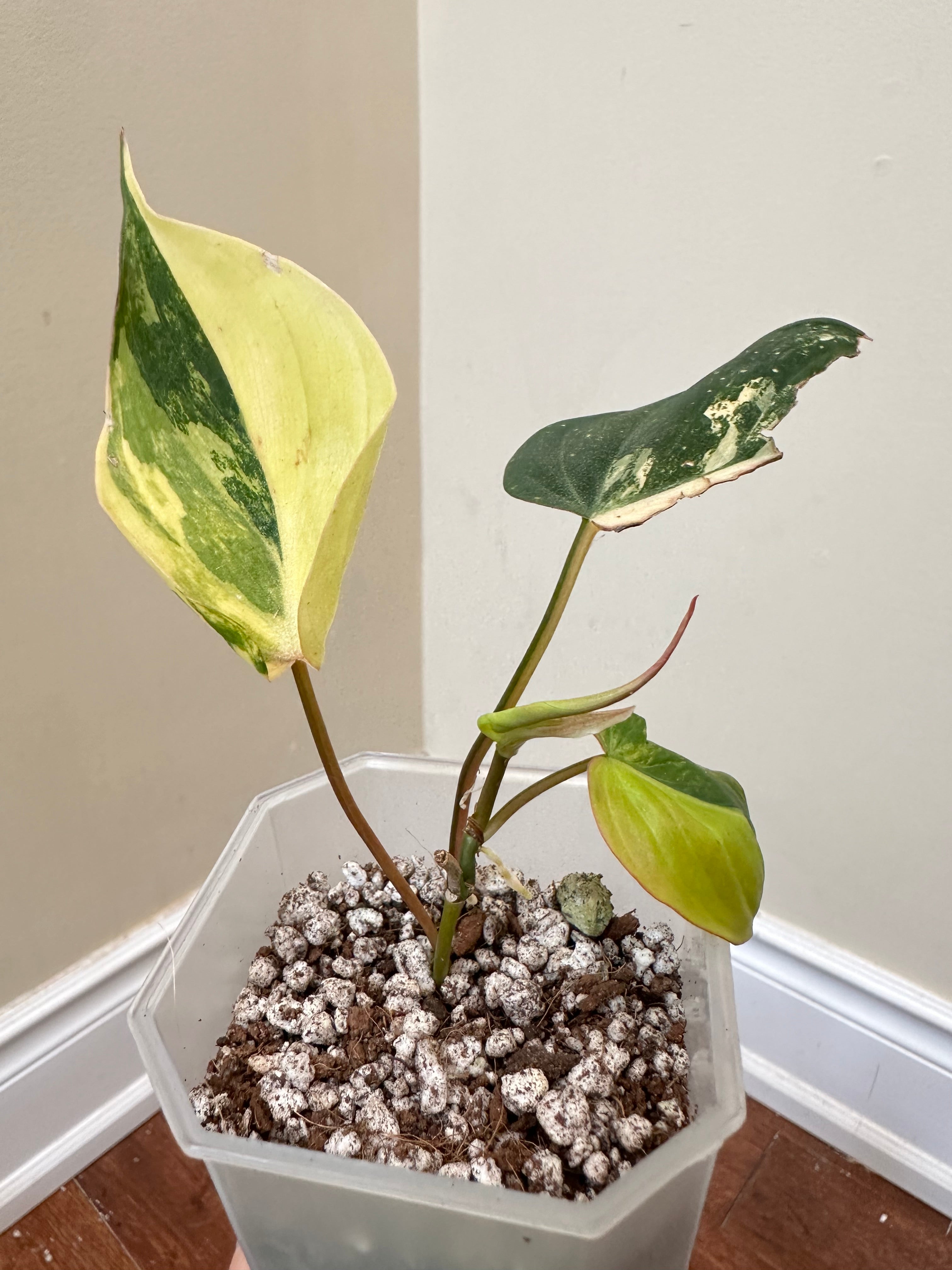 Philodendron Micans Variegated – Signature Tropicals