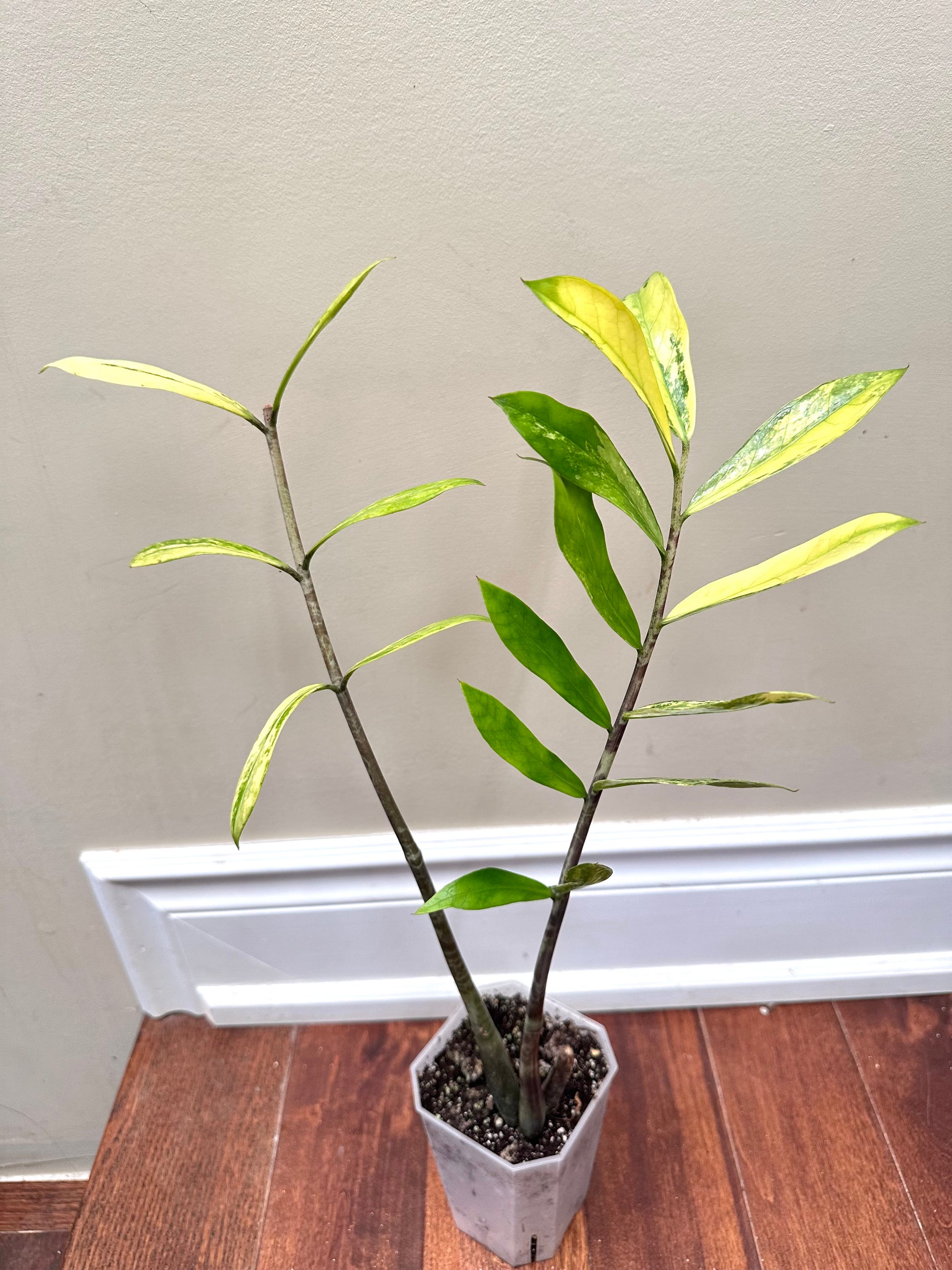 Variegated Zz Wild Form - Different Stem Pattern – Signature Tropicals