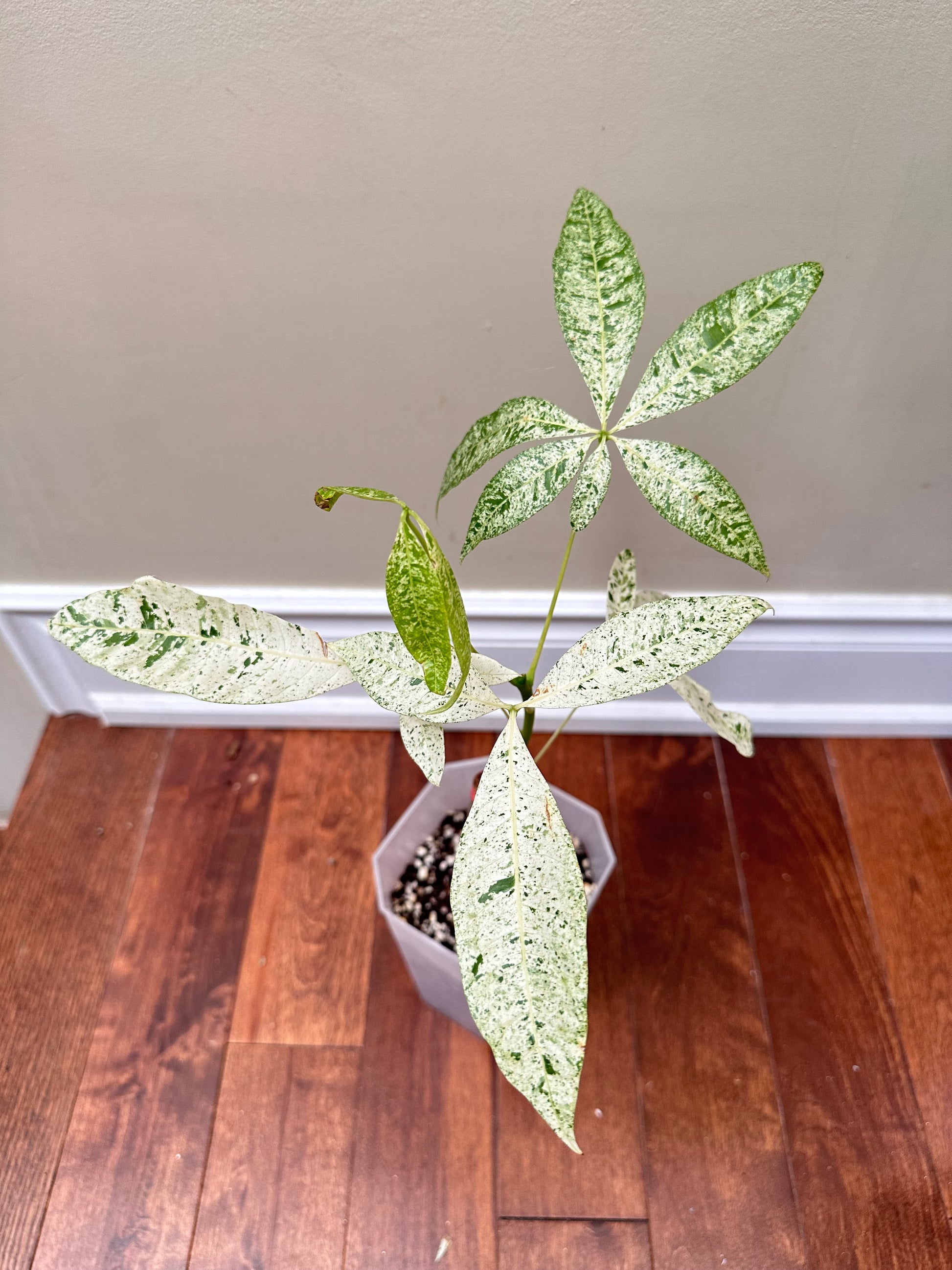 Variegated Money Tree – Signature Tropicals
