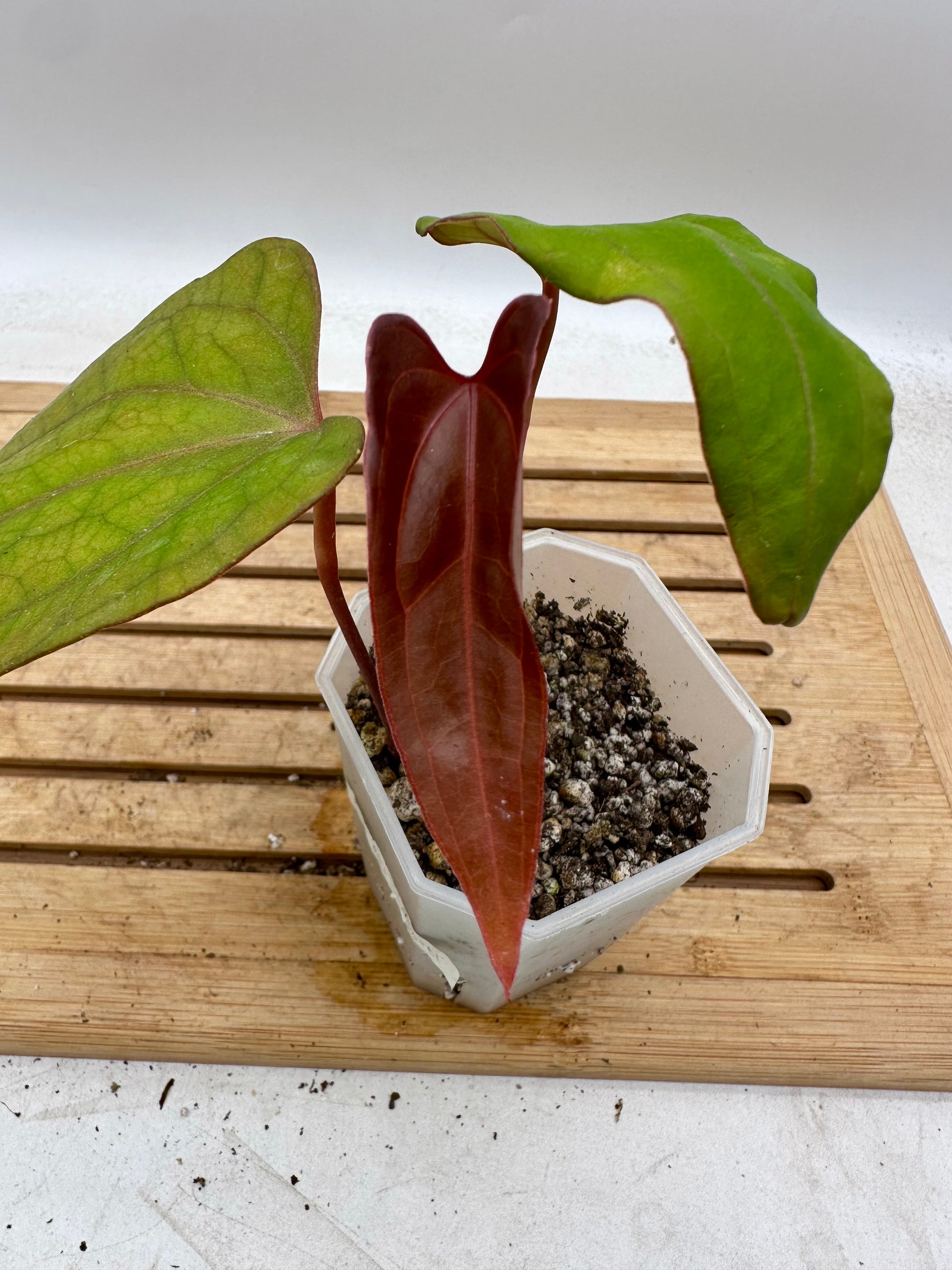 Anthurium Portillae x Papillilaminum - August Sale – Signature Tropicals