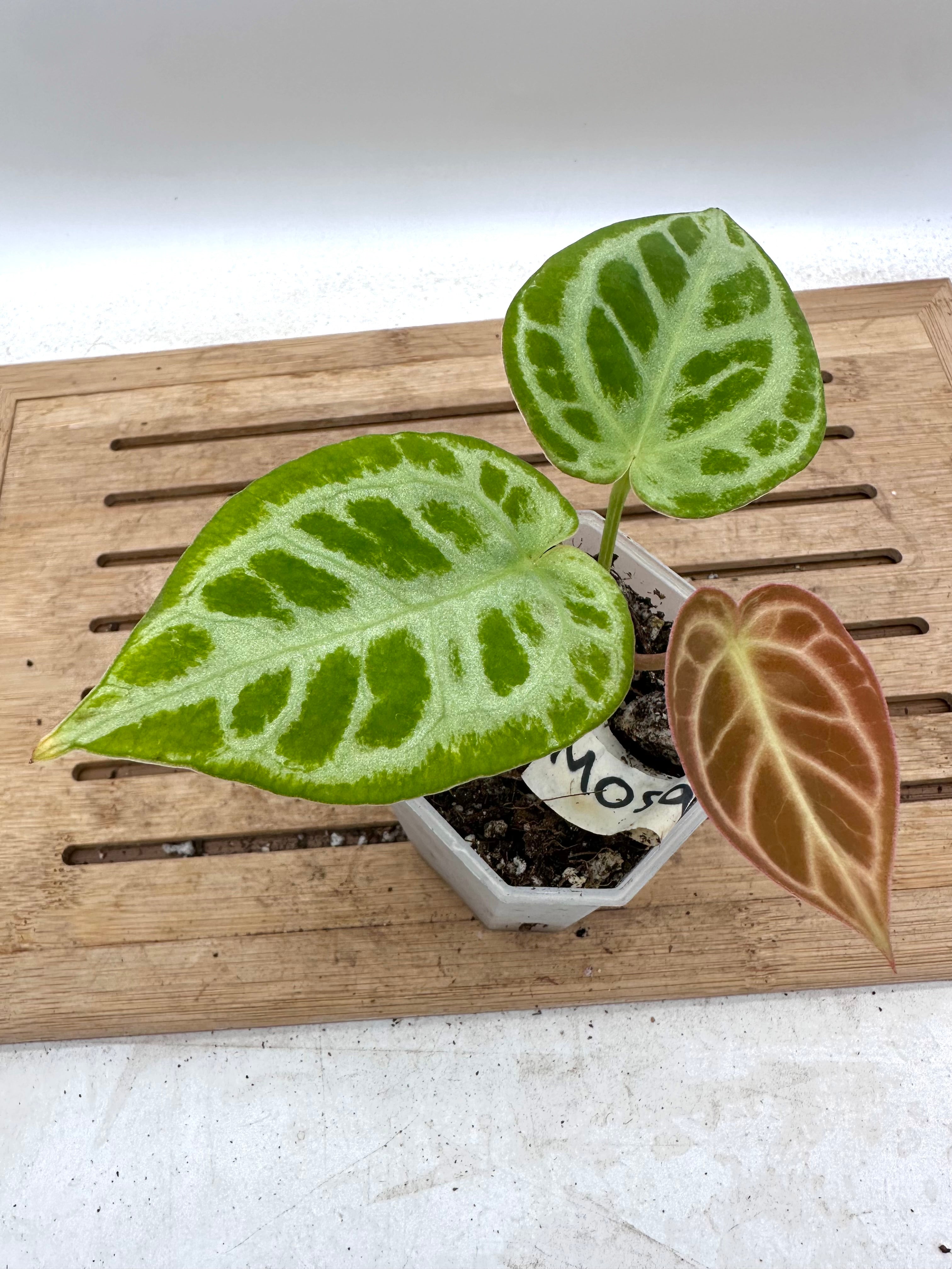Anthurium Red Tiger Mutant - Thanksgiving Sale 💚 – Signature Tropicals