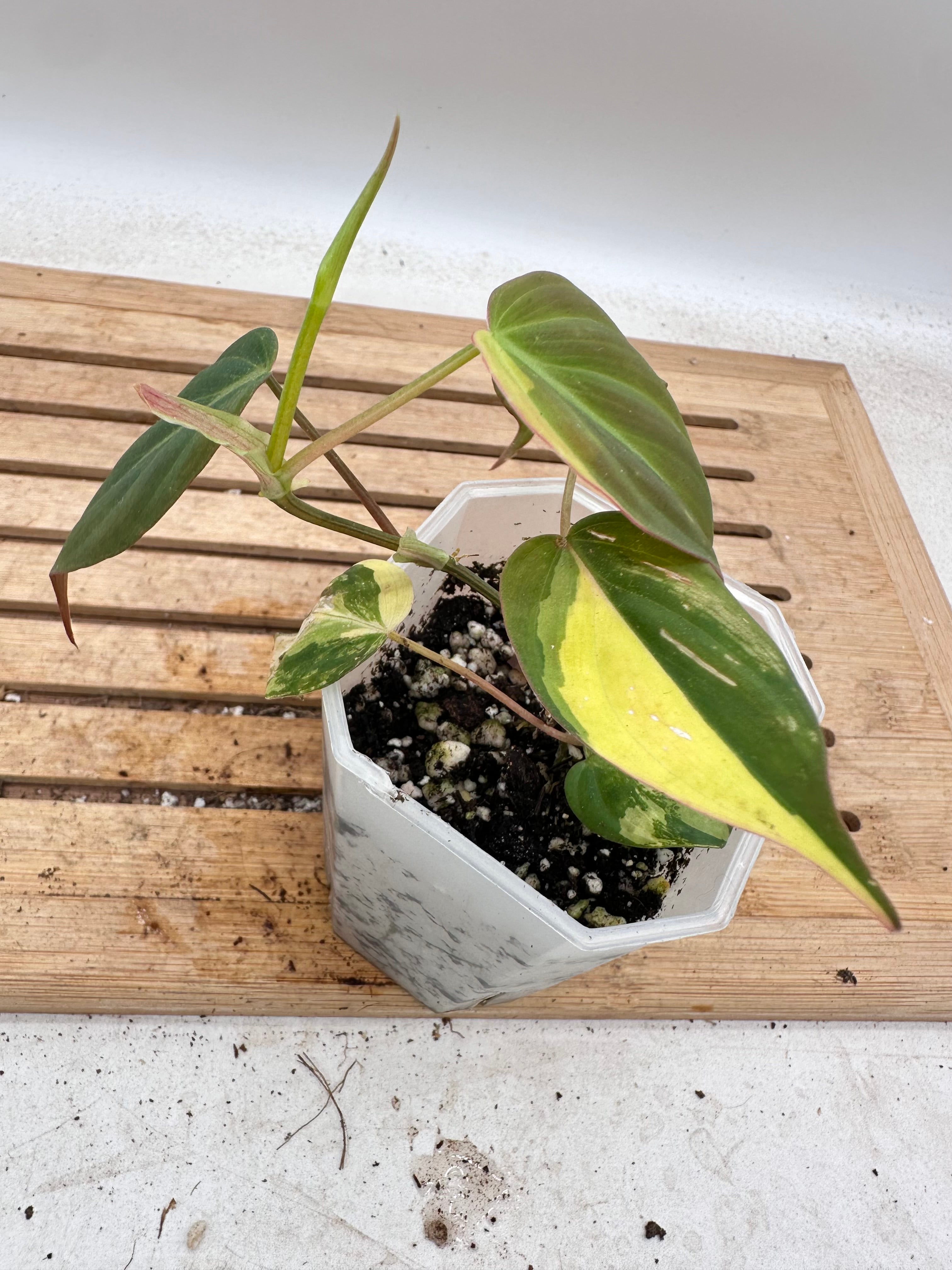 Philodendron Micans Variegated - Thanksgiving Sale 💚 – Signature Tropicals