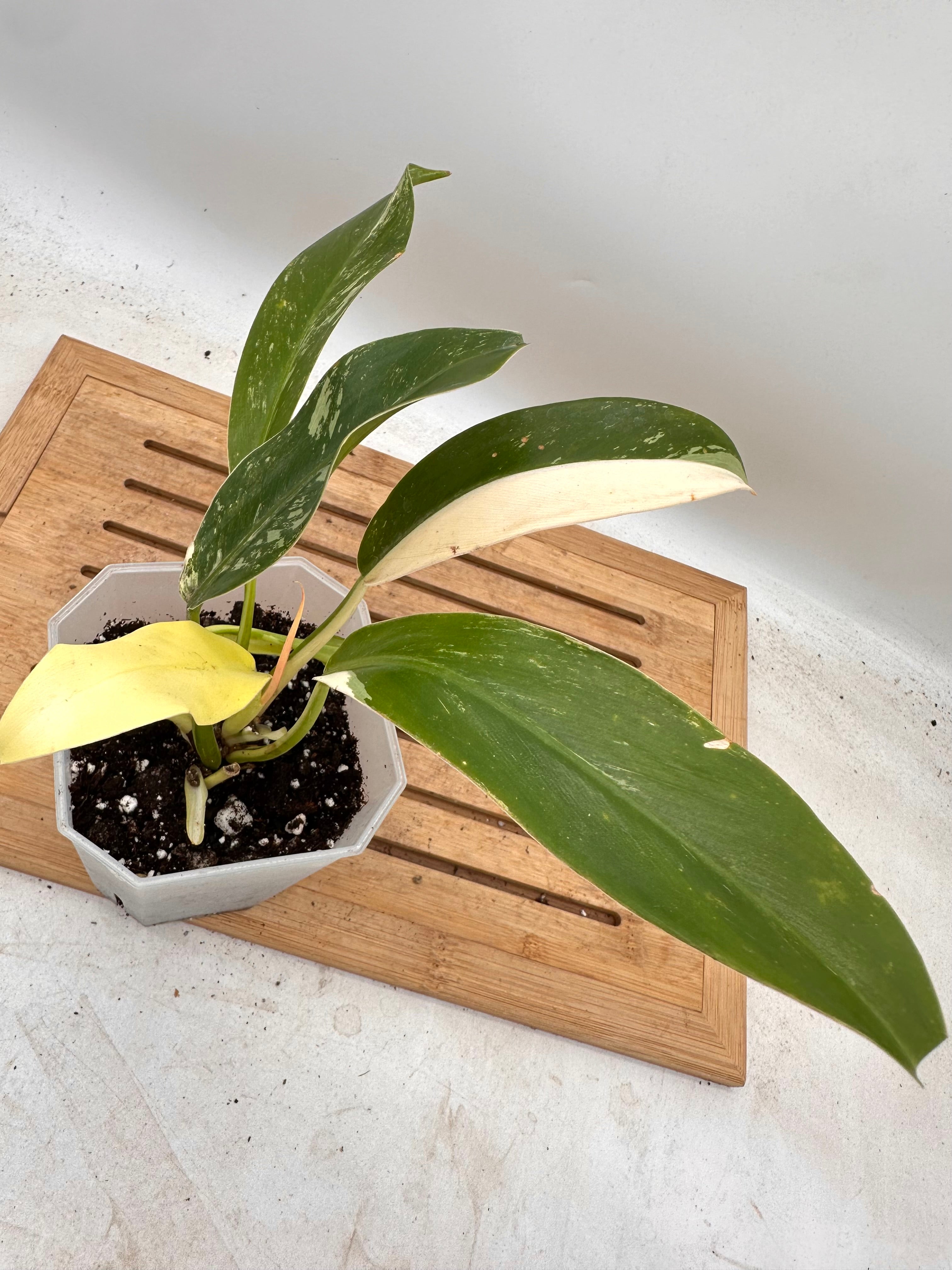 Philodendron Wend Imbe Variegated - Multiple Growths – Signature Tropicals