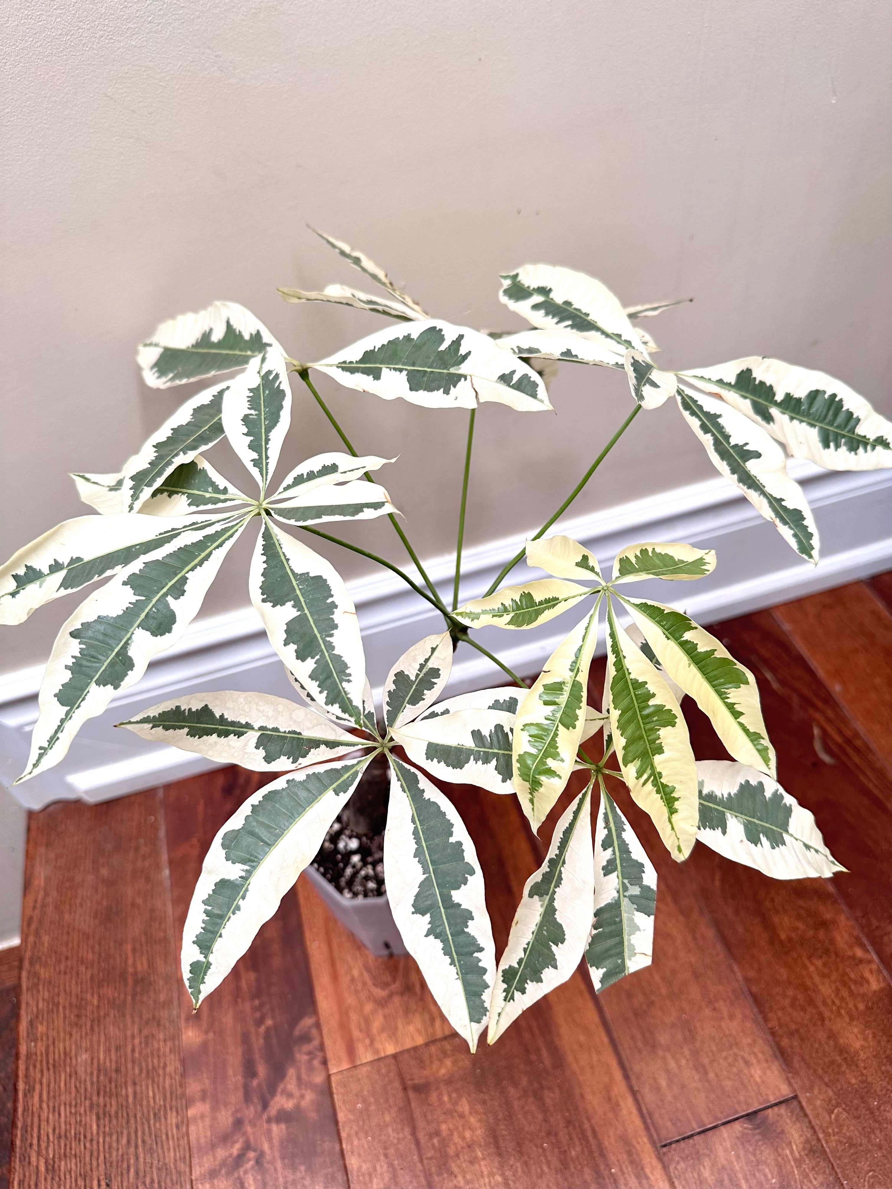 Variegated Money Tree - White Variegation – Signature Tropicals
