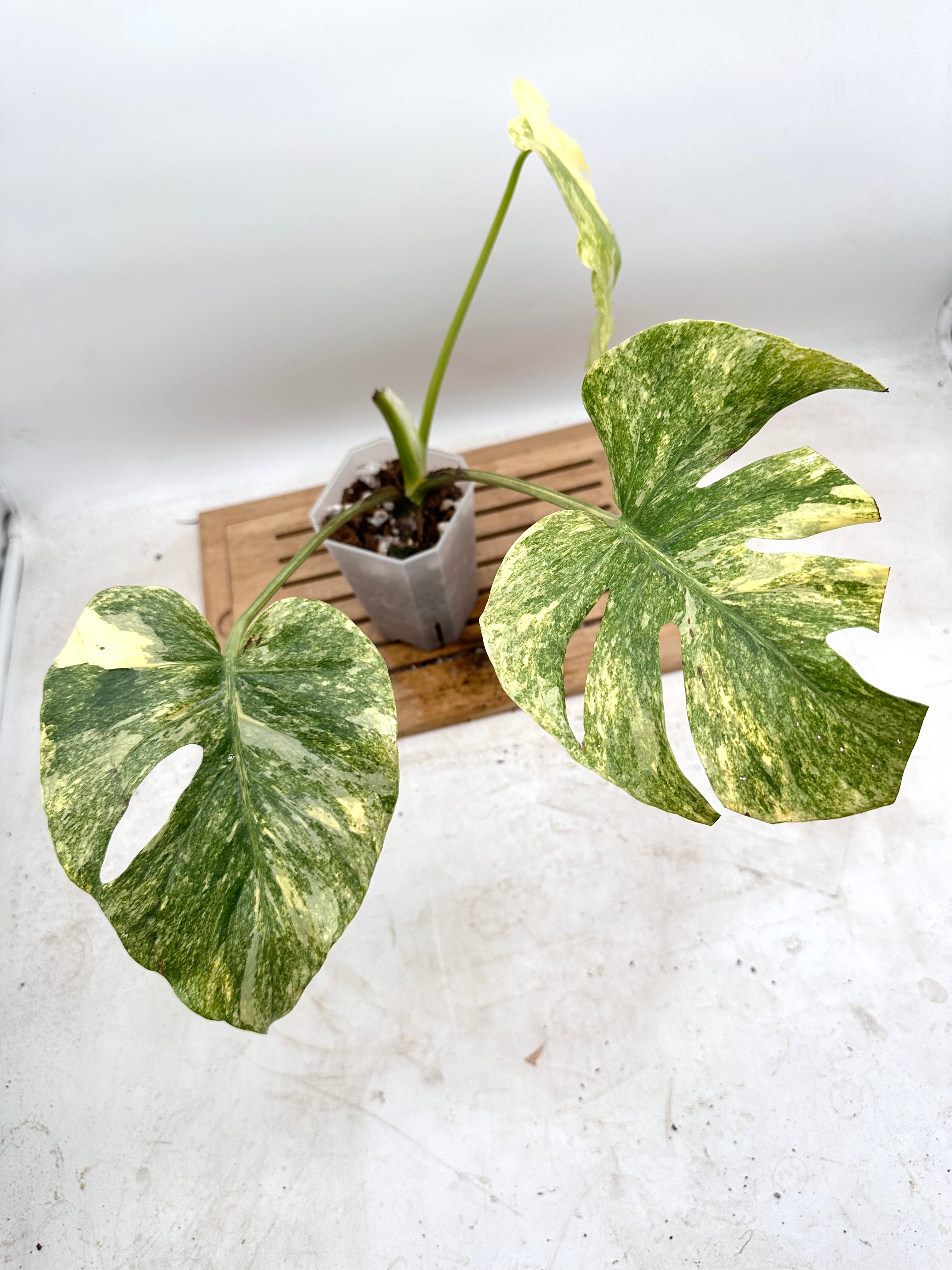 Monstera Legacy - Thanksgiving Sale 💚 – Signature Tropicals