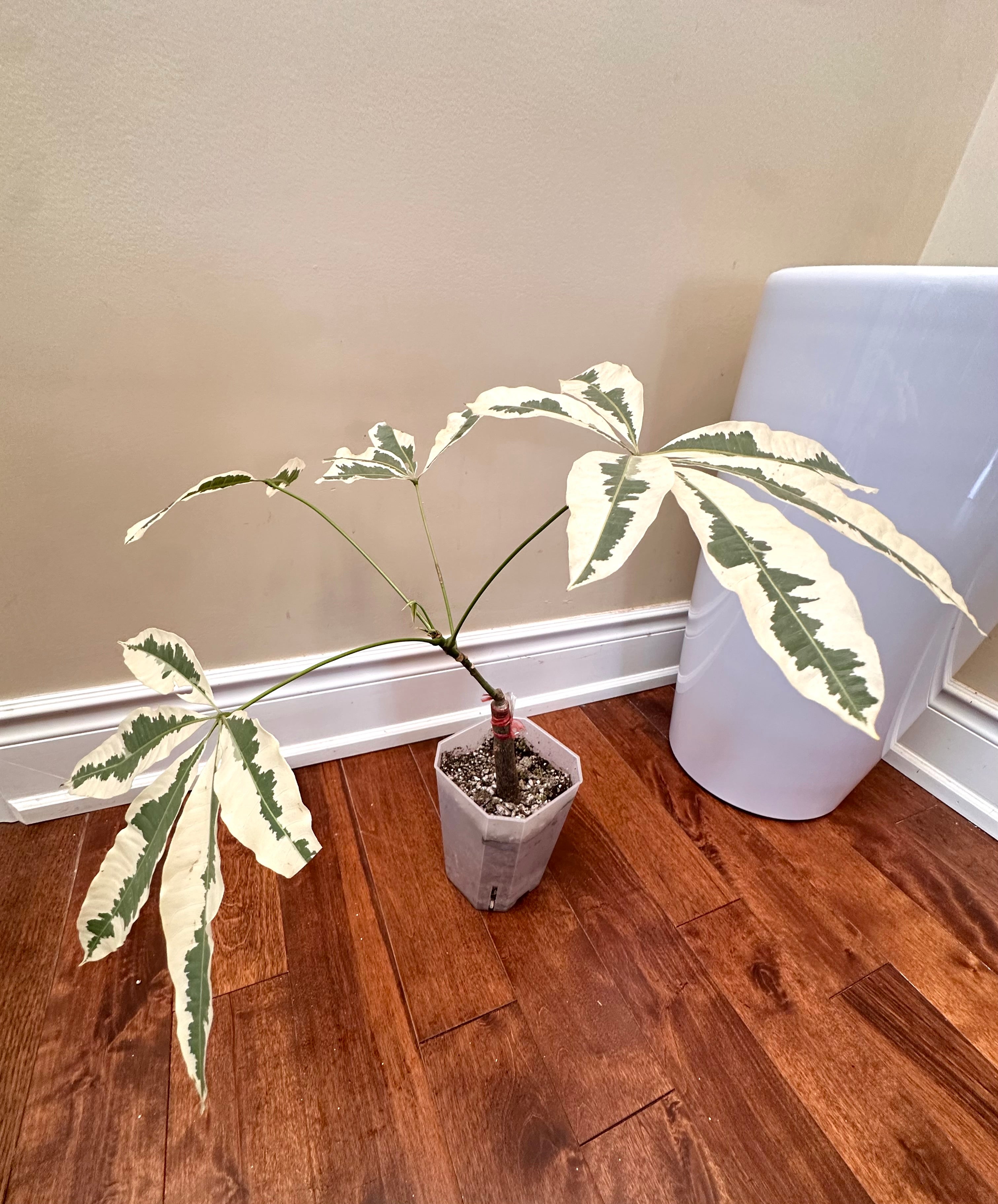 Money Tree White Variegated – Signature Tropicals