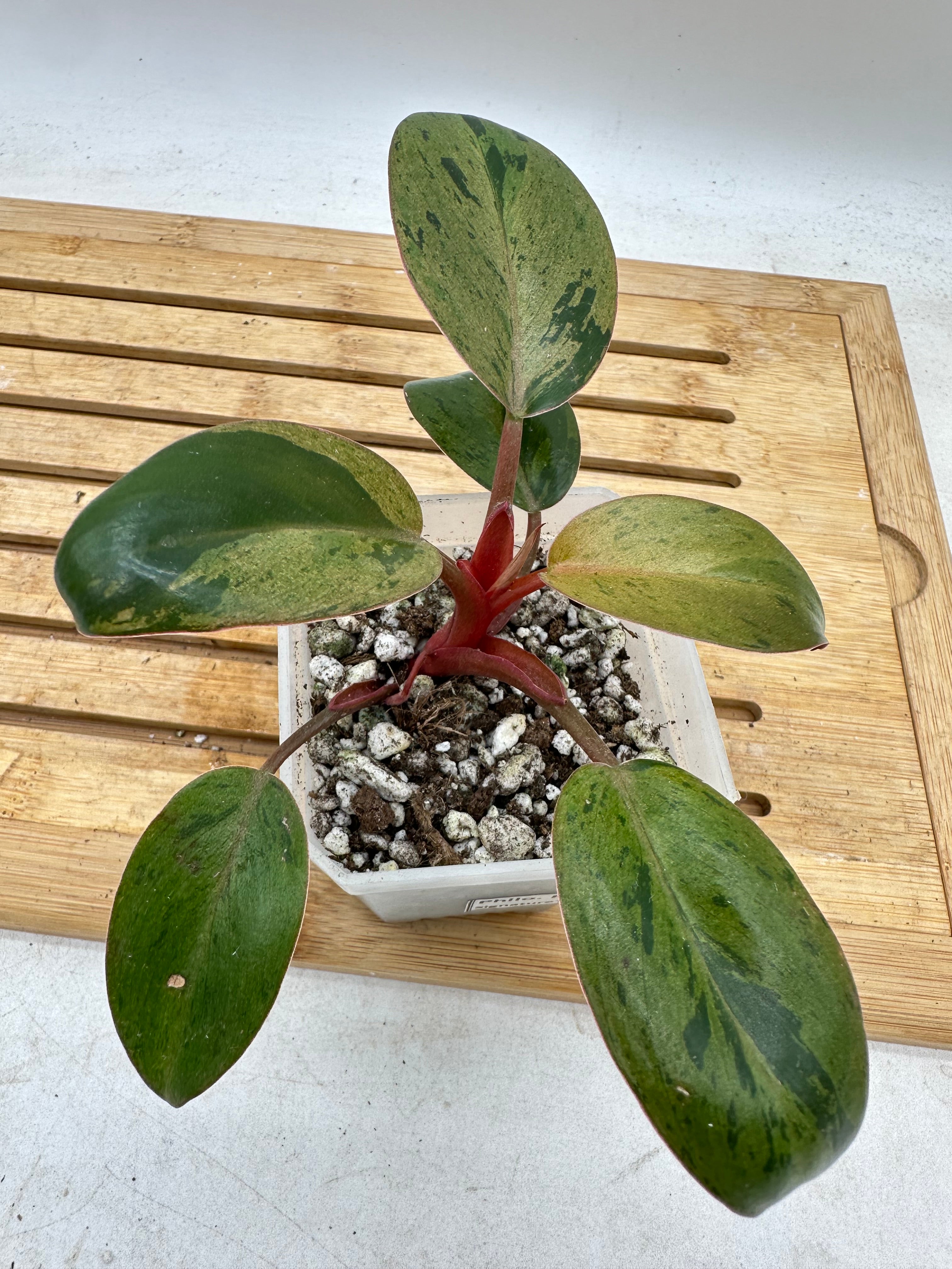 Philodendron Red Congo Dwarf Mint Variegata – Signature Tropicals