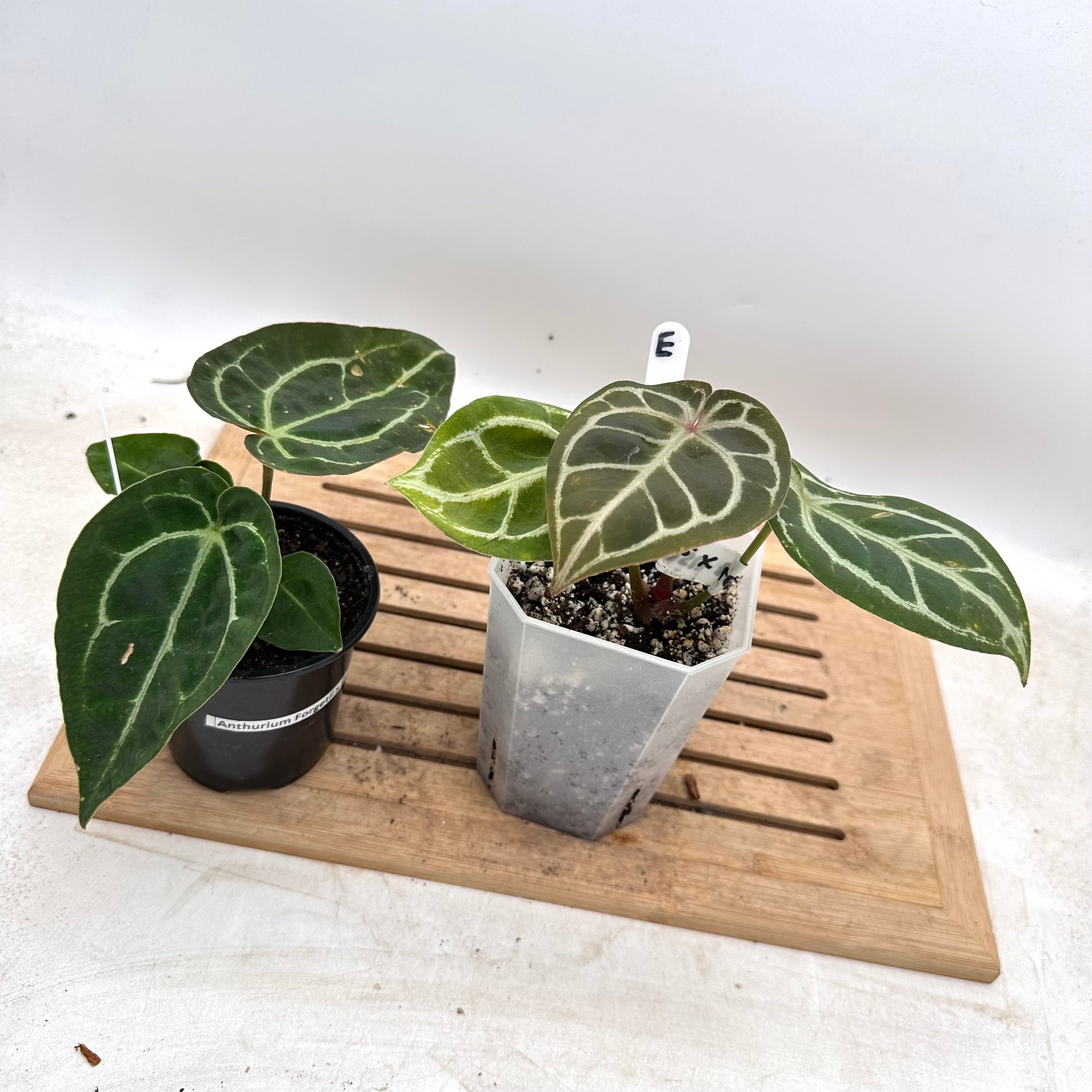 Combo Sale - Anthurium King of Spade x Red Crystallinum NSE & Forgetii ...