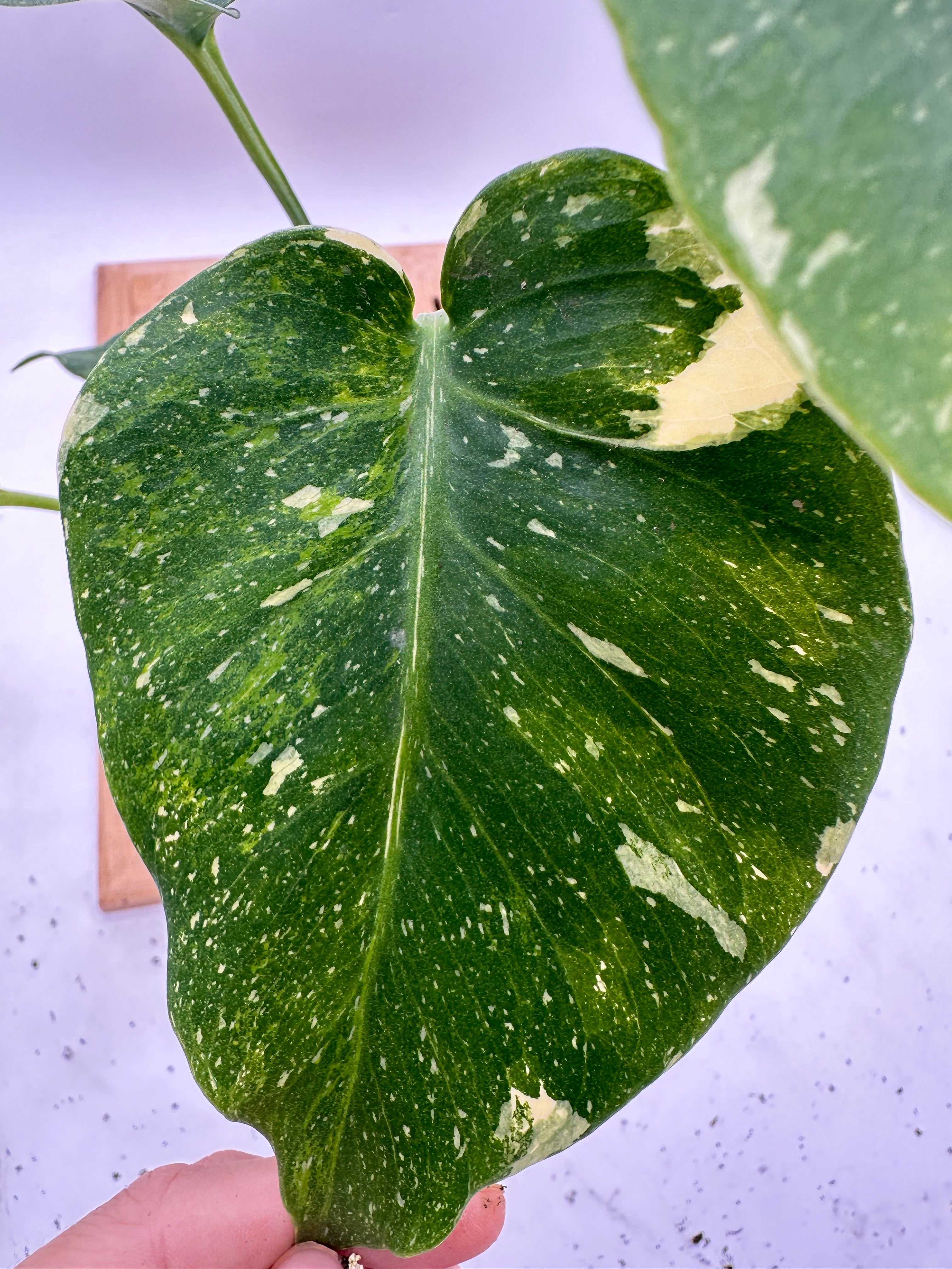 Products – Page 3 – Signature Tropicals