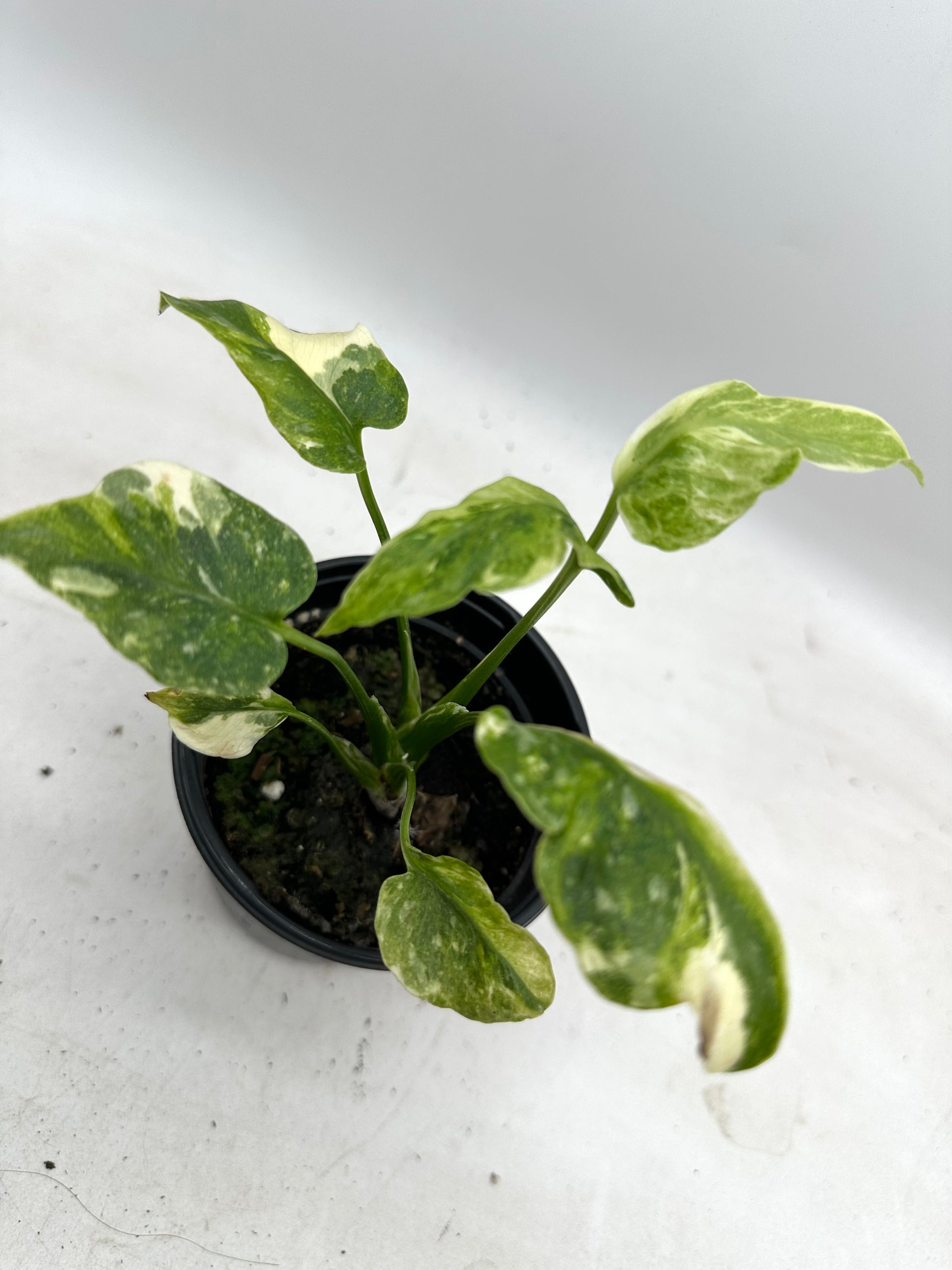 Monstera Miracle ‘Tri-Colour Mutated’ – Signature Tropicals