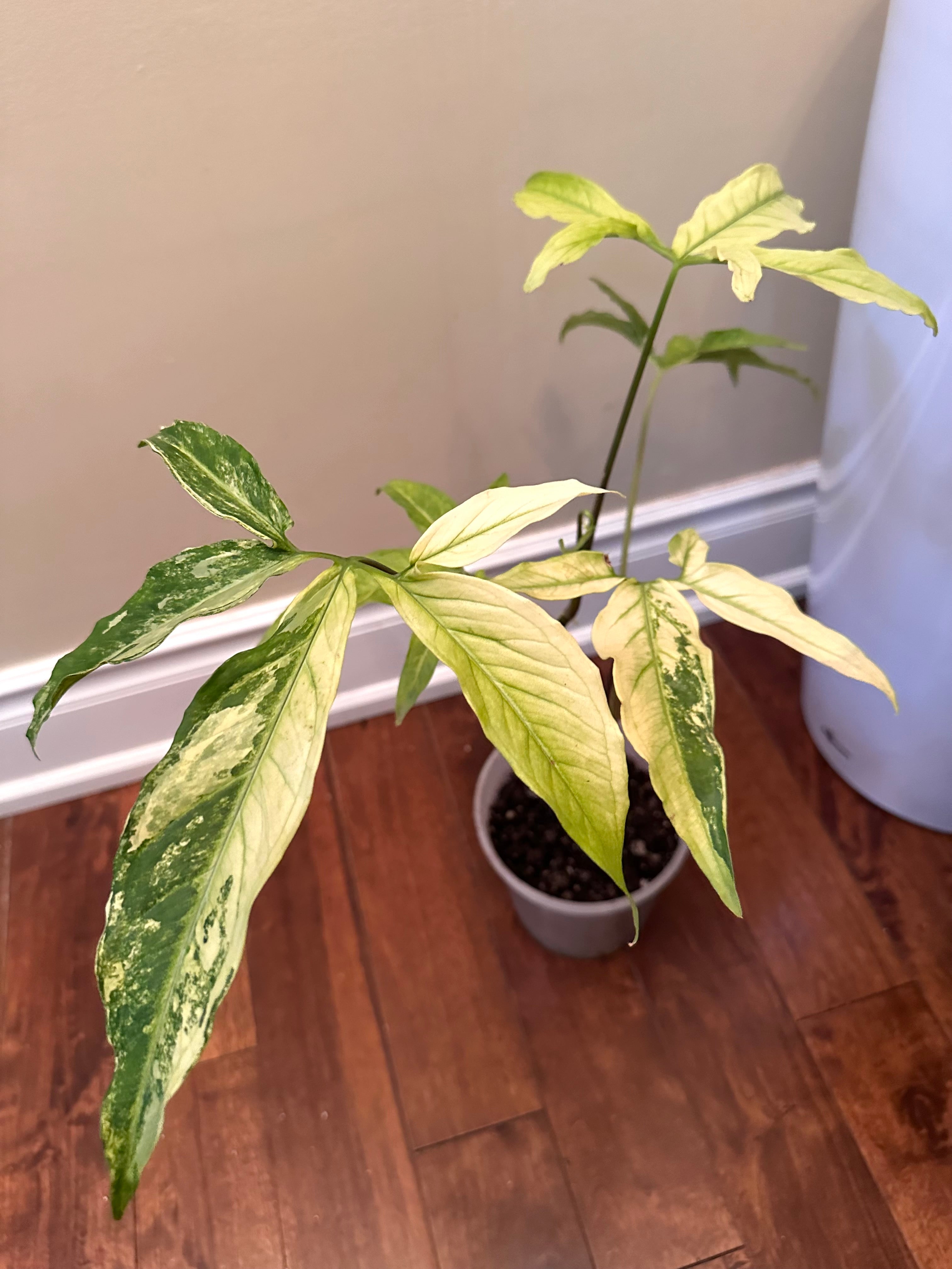 Syngonium Angustatum Variegated - Size Large – Signature Tropicals