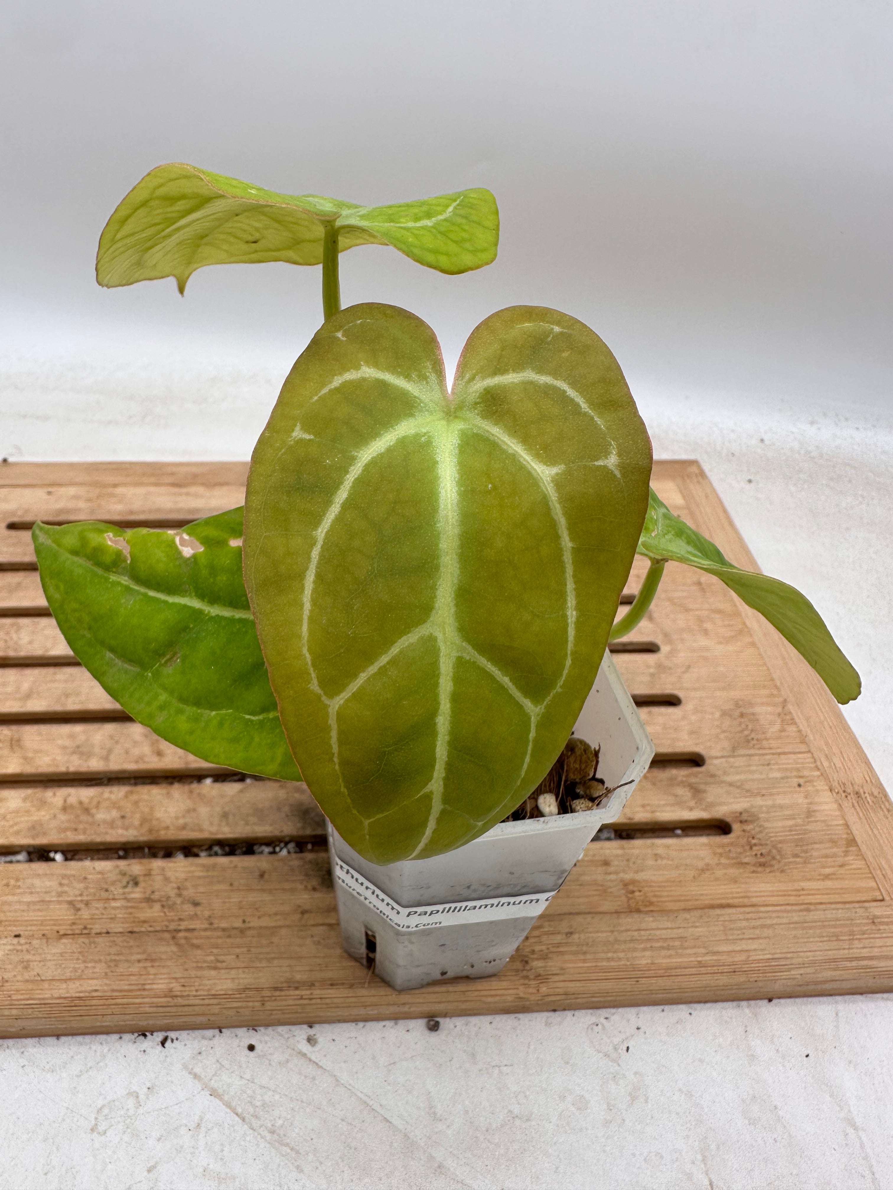 Anthurium Papillilanum Golden – Signature Tropicals